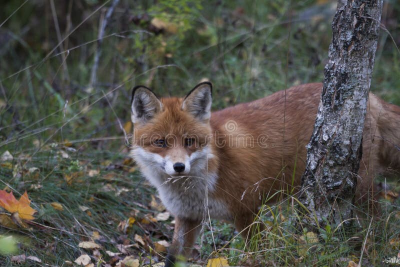 301 Red Fox Behind Stock Photos - Free & Royalty-Free Stock Photos from ...