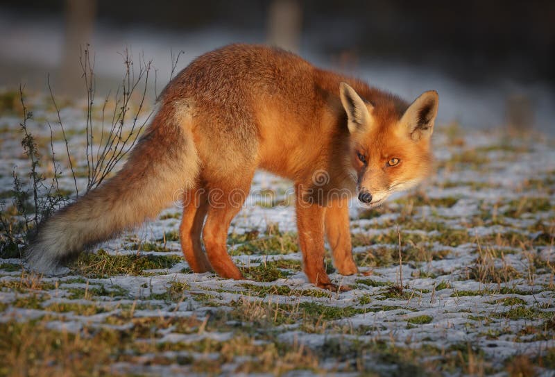 Last light red fox stock photo. Image of look, predator - 48950128