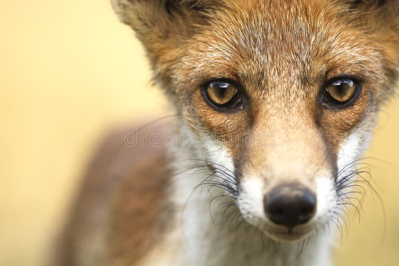 Red fox eyes stock image. Image of mammal, animal, nature - 63669439