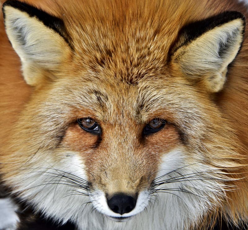 Red fox face close up stock photo. Image of camera, nature - 199680520