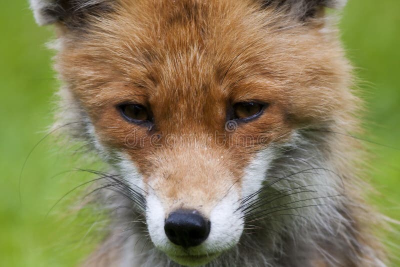 Red fox face stock image. Image of close, nose, foxes - 45973431