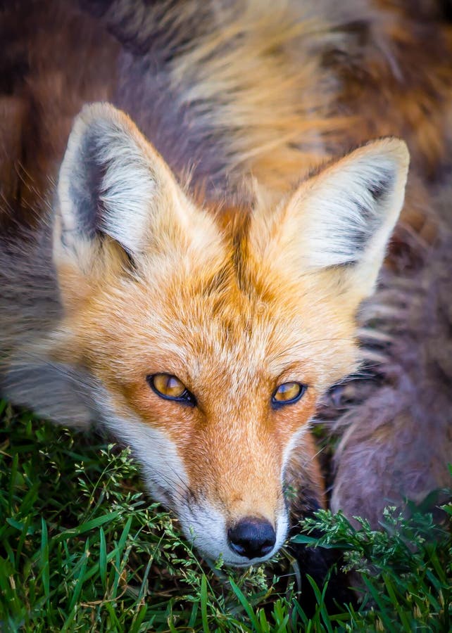 Red fox face Looking stock photo. Image of outdoors, face - 45100186