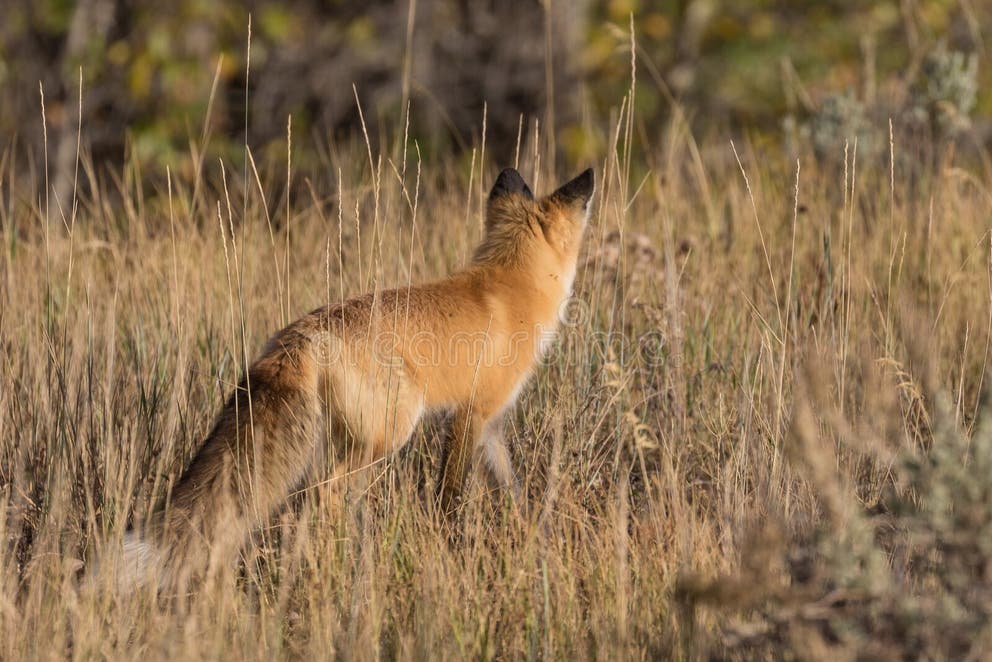 Red Fox in Fall stock image. Image of canine, fall, wild - 87468147