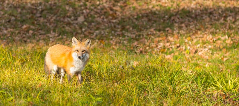 Red Fox in the fall stock image. Image of animal, finland - 67755833