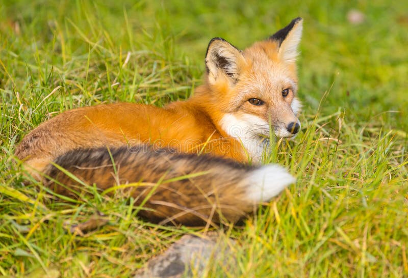 Red Fox in the fall stock photo. Image of tundra, animal - 67755836