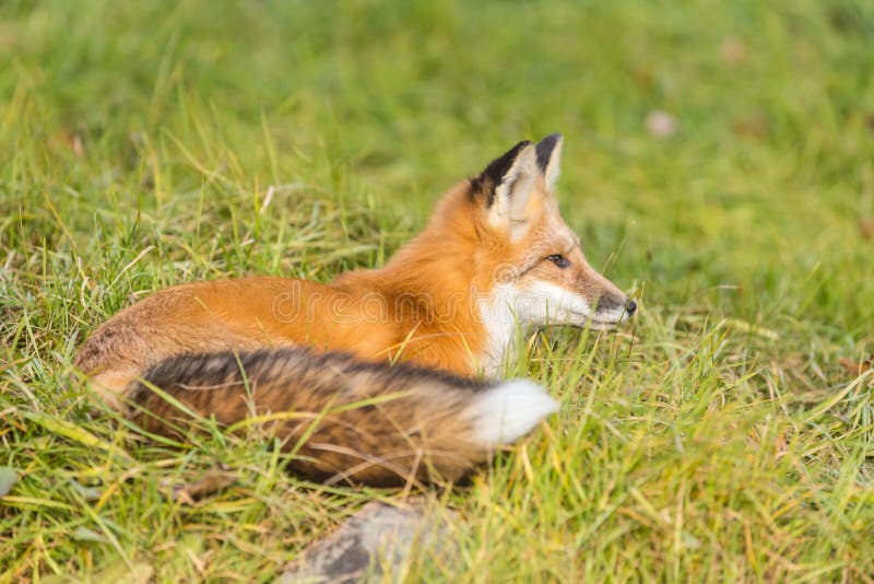 Red Fox in the fall stock photo. Image of white, creature - 67755846