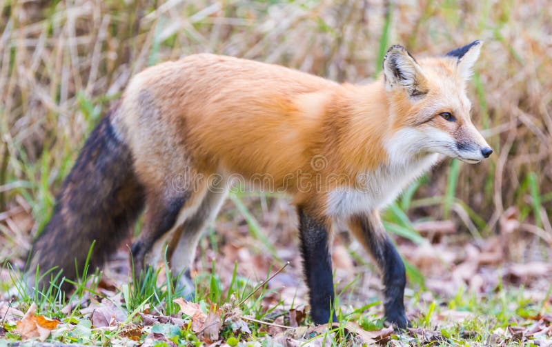 Red Fox in the fall stock image. Image of norway, earth - 67755847