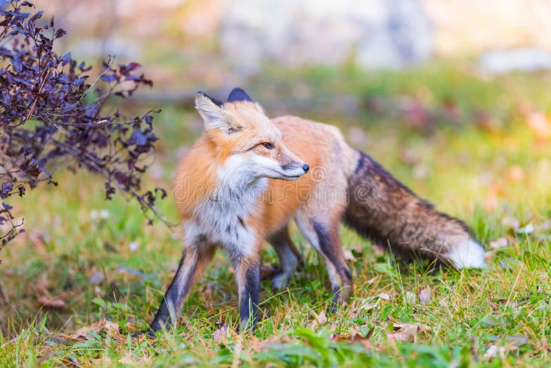 Red Fox in the fall stock photo. Image of painting, snow - 67755866