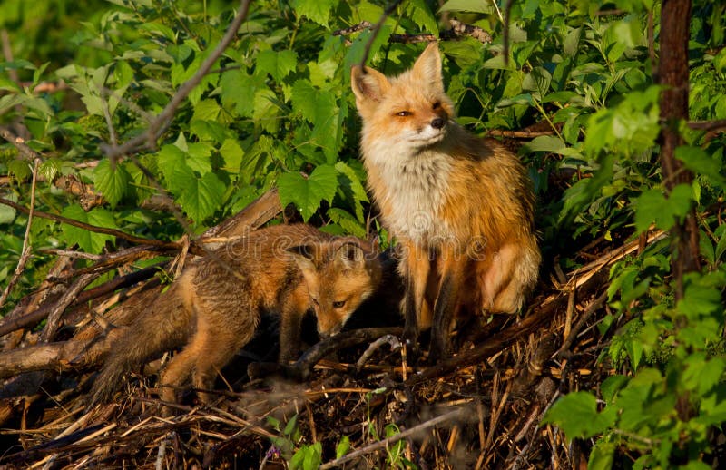 Red fox family stock image. Image of mammal, ears, posing - 25333281