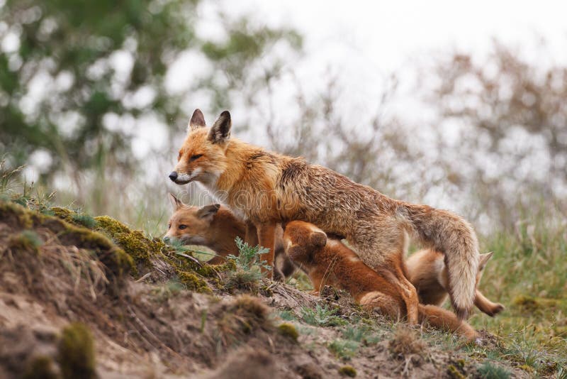 Red fox family stock photo. Image of spring, wildlife - 25817740
