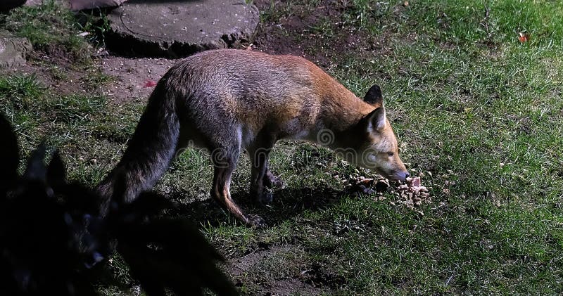 Red Fox Feeding in Urban Garden at Night. Stock Image - Image of asia ...