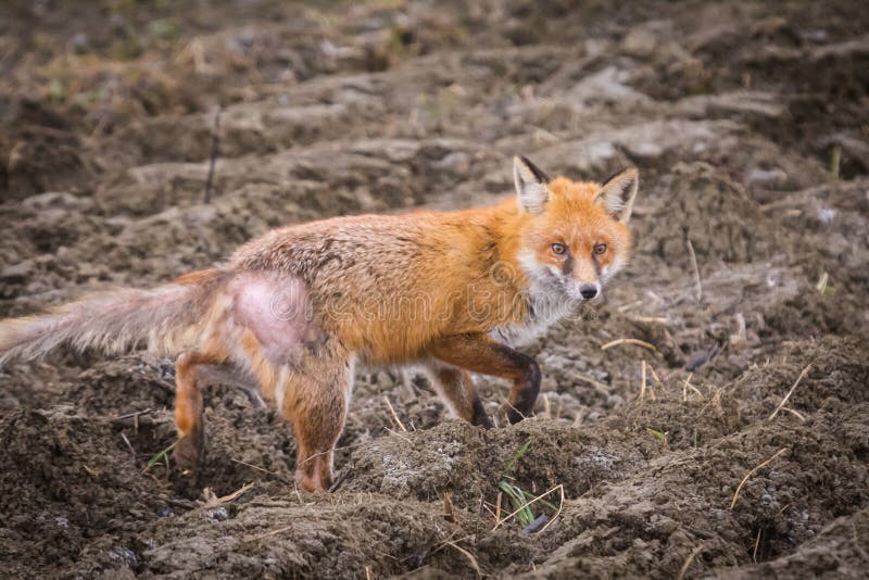 Red Fox on Field with Dermatitis Flea Allergy, Mites Stock Photo ...
