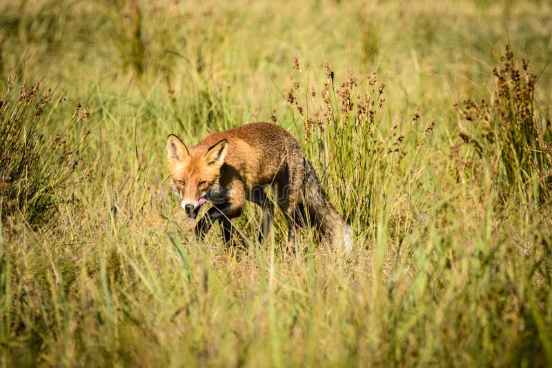 Red fox in field stock image. Image of pasture, stalking - 60494845