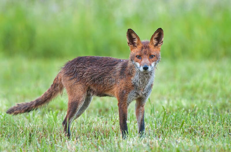 Red fox in a field stock photo. Image of beast, hunting - 72496838