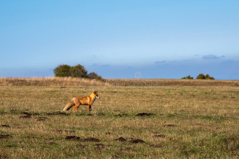Red Fox in the Field is Looking for Prey. Wild Fox in a Grassy Field ...