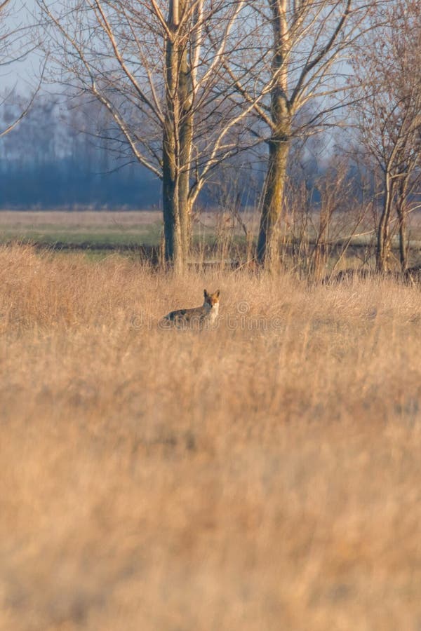 Red Fox in Field, Spring Morning Vulpes Vulpes Stock Photo - Image of ...