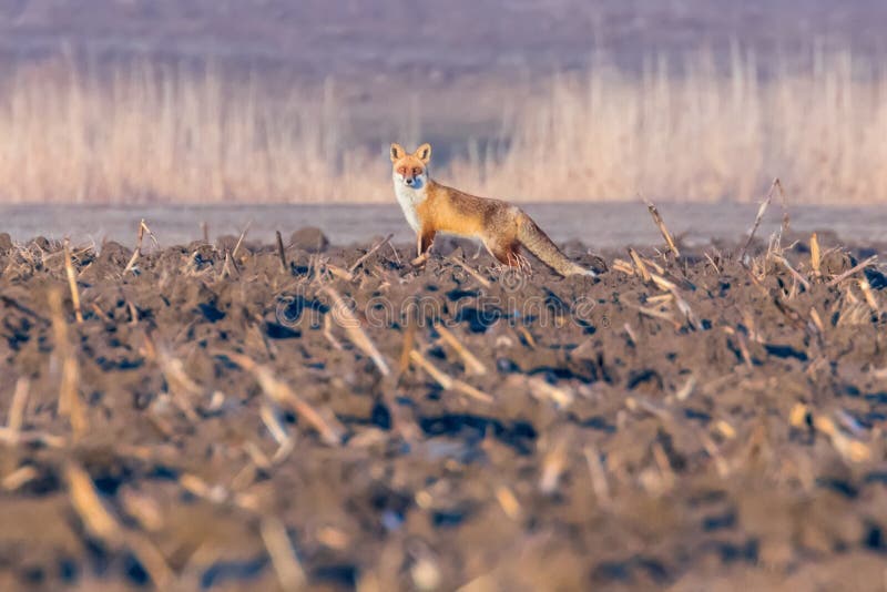 Red Fox in Field, Spring Morning Vulpes Vulpes Stock Image - Image of ...