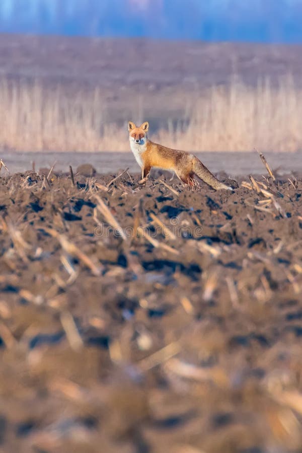 Red Fox in Field, Spring Morning Vulpes Vulpes Stock Image - Image of ...