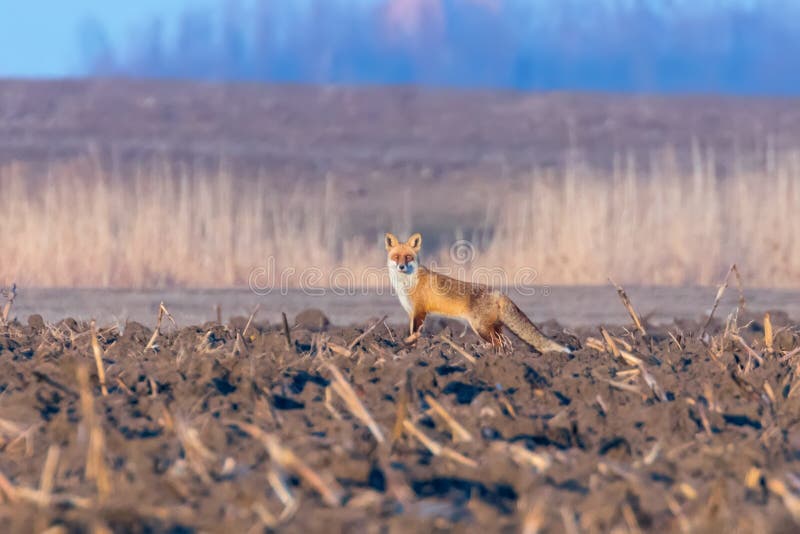 Red Fox in Field, Spring Morning (Vulpes Vulpes Stock Photo - Image of ...