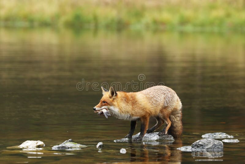 Red Fox in River Eating Little Fish - Vulpes Vulpes Stock Image - Image ...