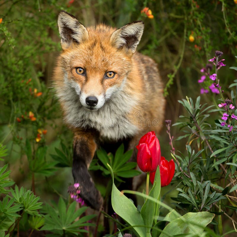 Red fox among the flowers stock photo. Image of mammal - 80476620