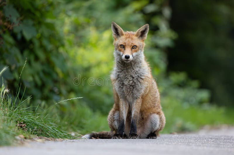 Red Fox Sitting on the Path Stock Image - Image of footpath, side ...