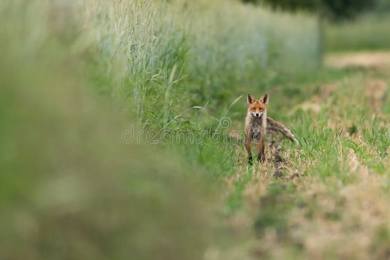 A Red Fox at the Edge of the Field Stock Image - Image of brandenburg ...