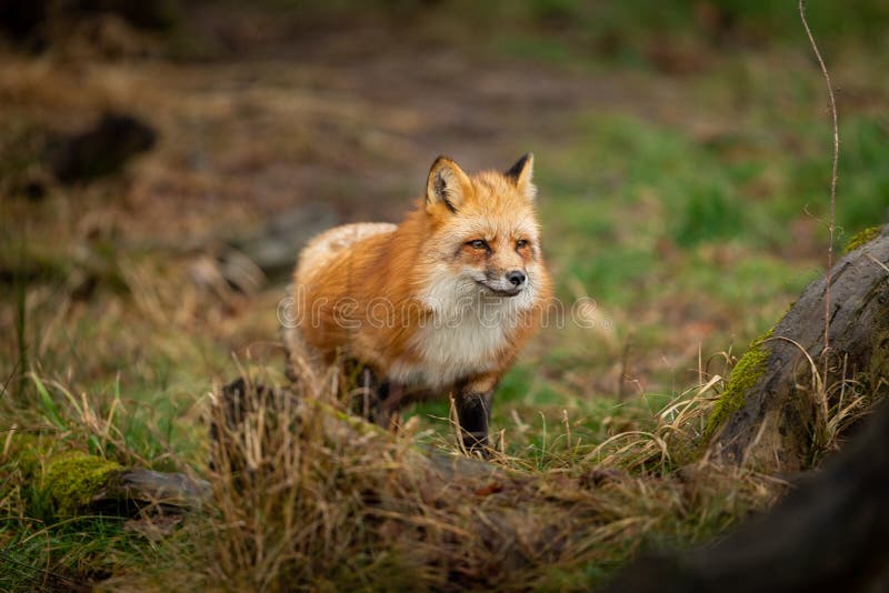 Red fox in the forest stock image. Image of european - 166340735