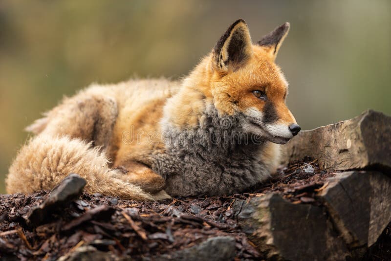 Red fox in the forest stock photo. Image of portrait - 166345132