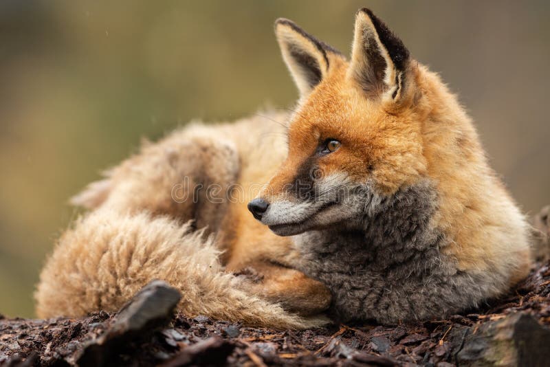 Red fox in the forest stock image. Image of nature, furry - 166345159