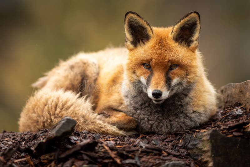 Red fox in the forest stock photo. Image of portrait - 166345162