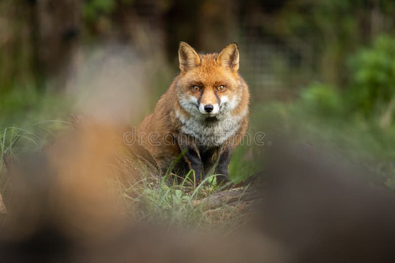 Red fox in the forest stock image. Image of predator - 166348953