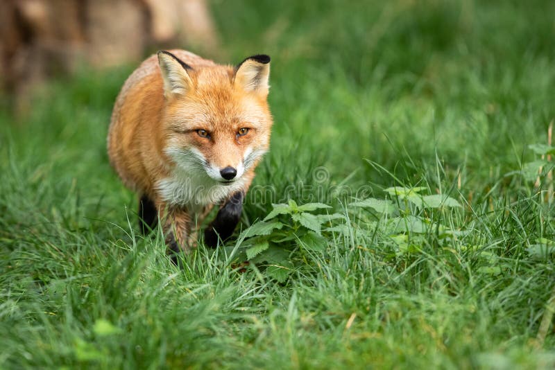 Red fox in the forest stock photo. Image of look, animal - 166348994