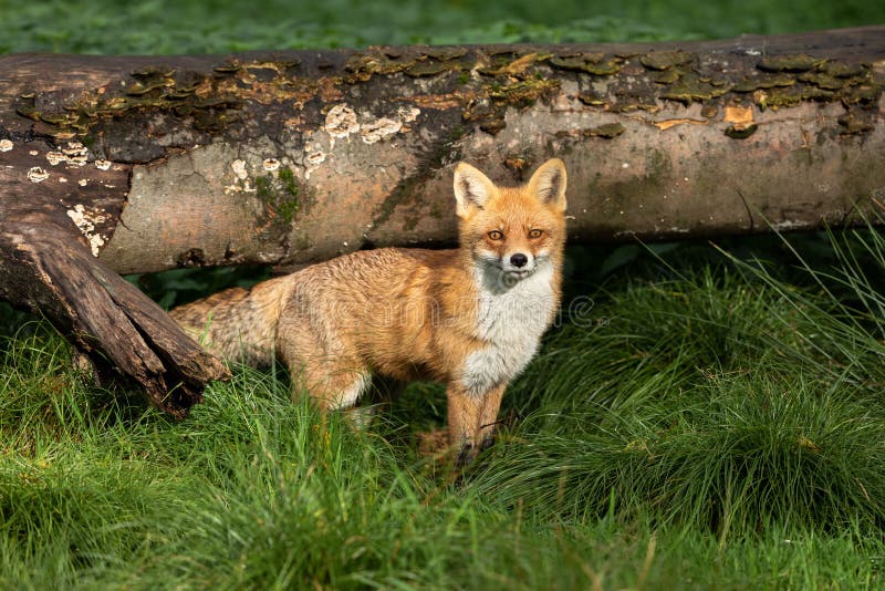 Red fox in the forest stock photo. Image of european - 166349154