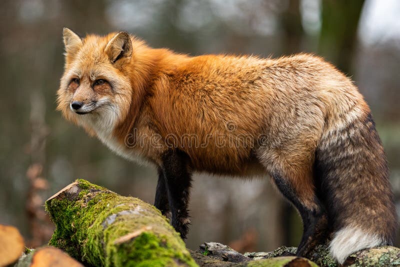 Red fox in the forest stock photo. Image of forest, nature - 173942480
