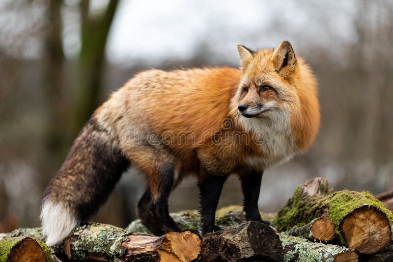 Red fox in the forest stock image. Image of look, face - 173942793
