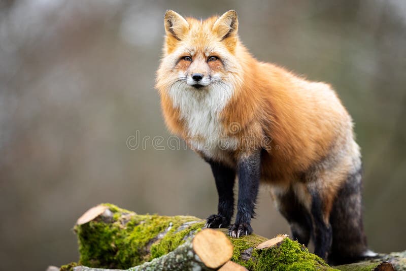Red fox in the forest stock image. Image of hunt, portrait - 173944351