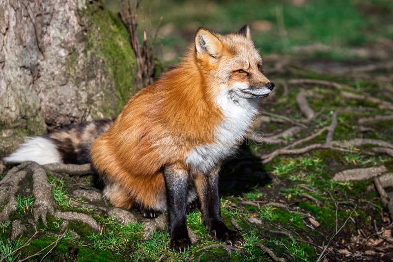 Red fox in the forest stock photo. Image of european - 173946288
