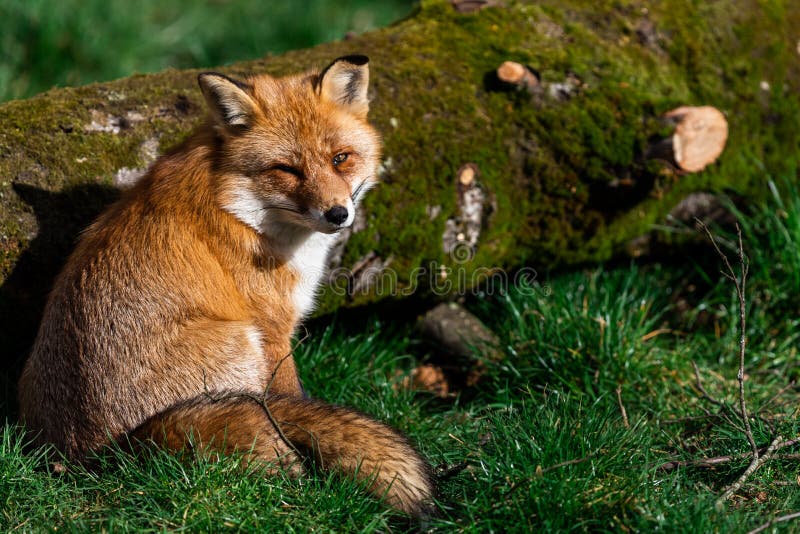 Red fox in the forest stock image. Image of family, cold - 173946381
