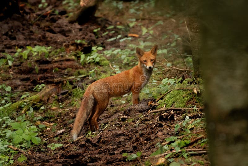 Red fox in the forest stock photo. Image of reflection - 193232498