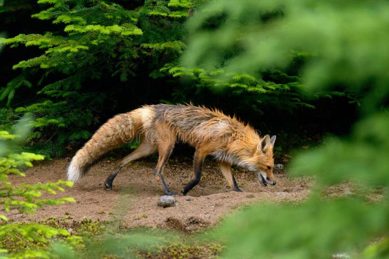 Red fox in the forest stock photo. Image of canada, wildlife - 44398924
