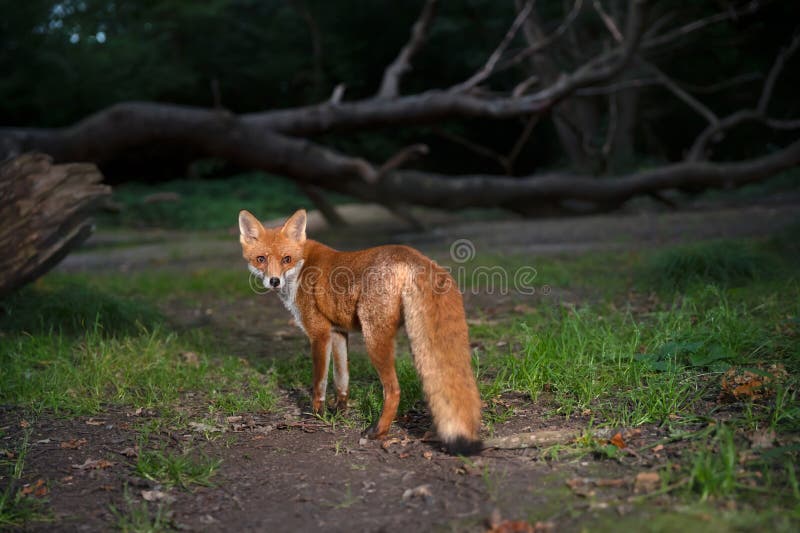 Red Fox in a Forest in the Evening Stock Image - Image of mammal, woods ...