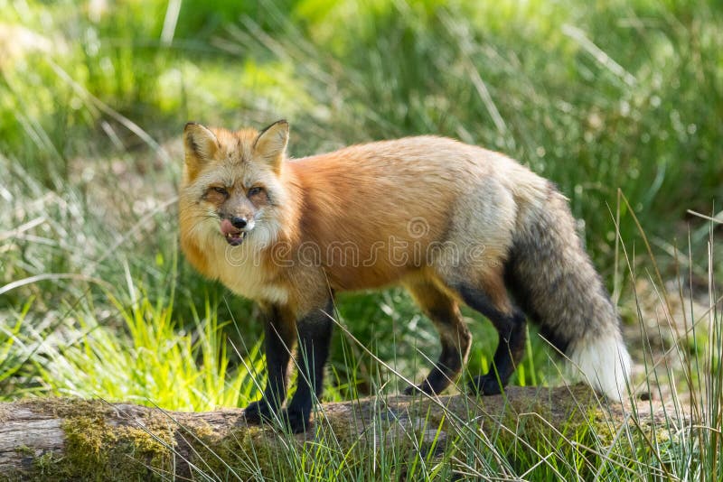 Red fox in the forest stock photo. Image of orange, little - 163754442