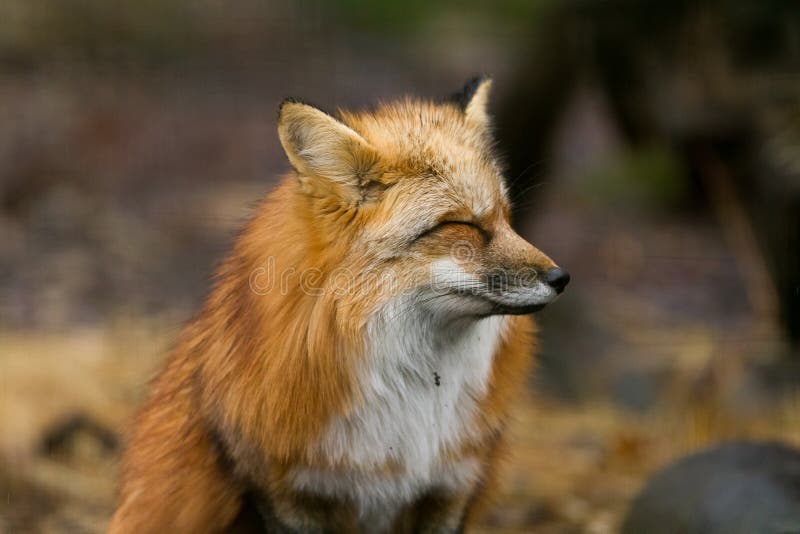 Red fox in the forest stock photo. Image of predator - 163755710