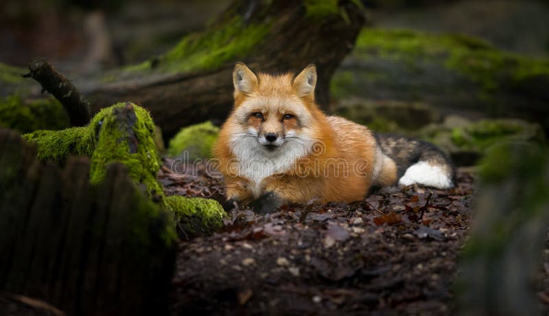 Red fox in the forest stock image. Image of portrait - 163755921