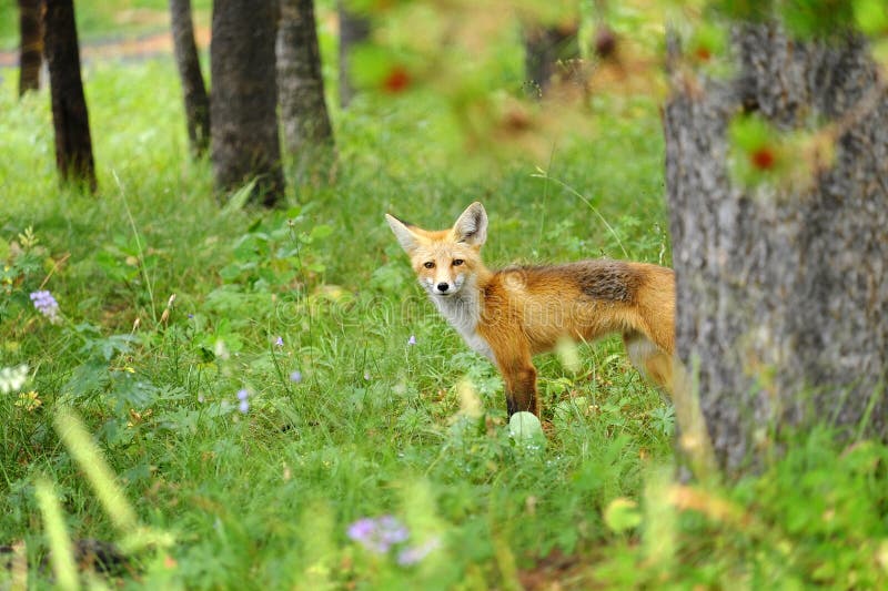 Red Fox in Forest Mountains Wild Animal Wary and Alert Stock Image ...