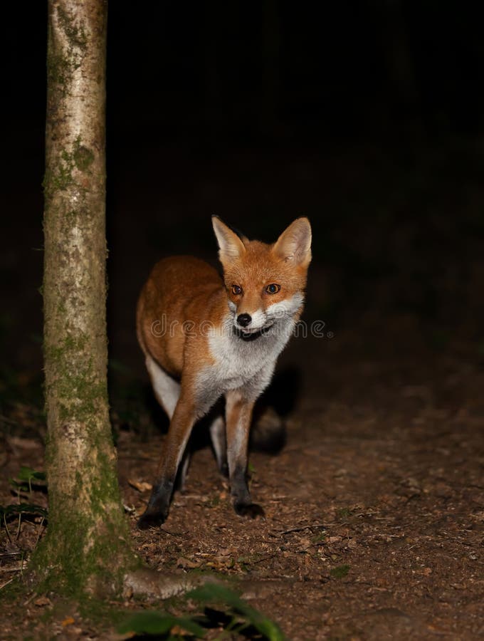 Red Fox in a Forest at Night Stock Photo - Image of animal, carnivore ...
