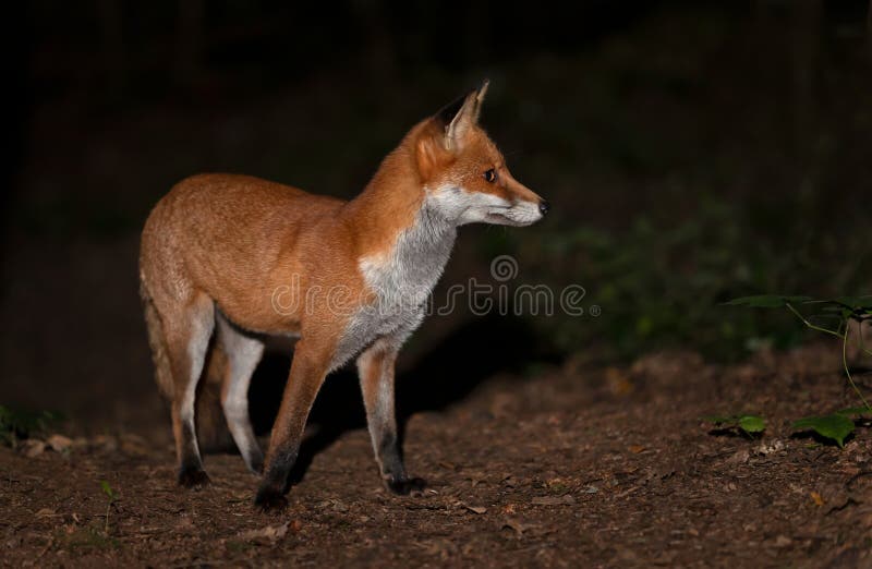 Red Fox in a Forest at Night Stock Image - Image of autumn, fall: 277808819