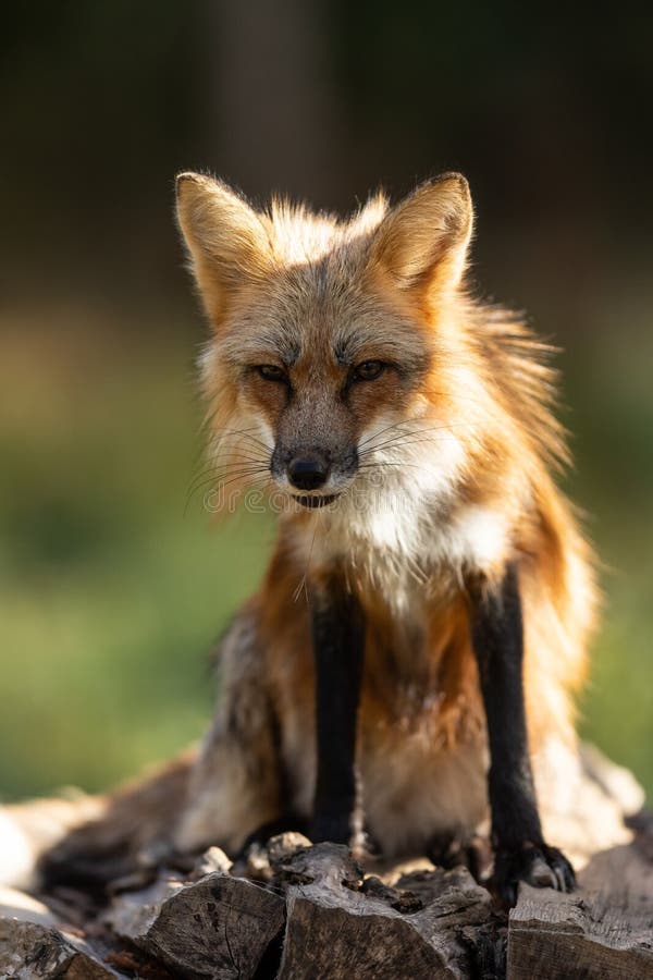 Red fox in the forest stock photo. Image of park, carnivore - 166440718