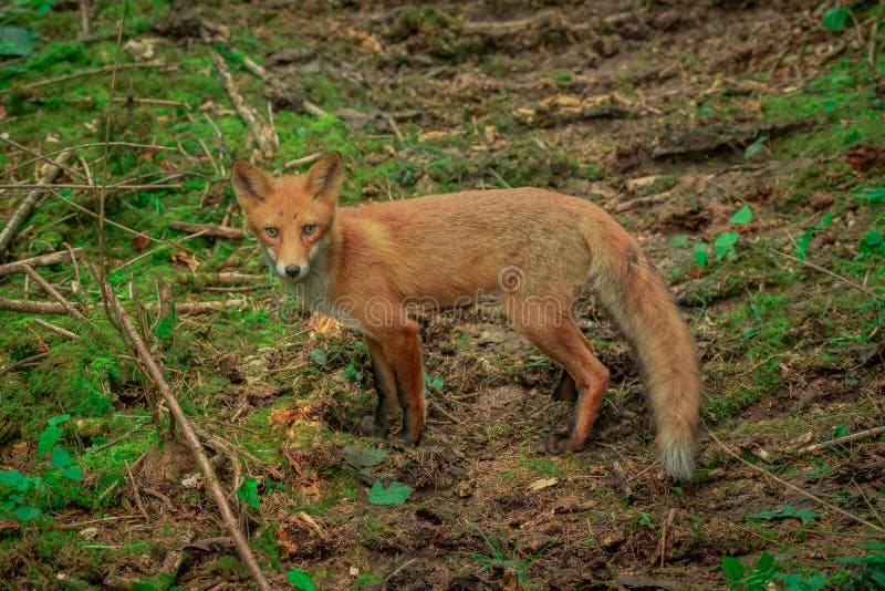 Red fox in the forest stock image. Image of forest, dusk - 193232481
